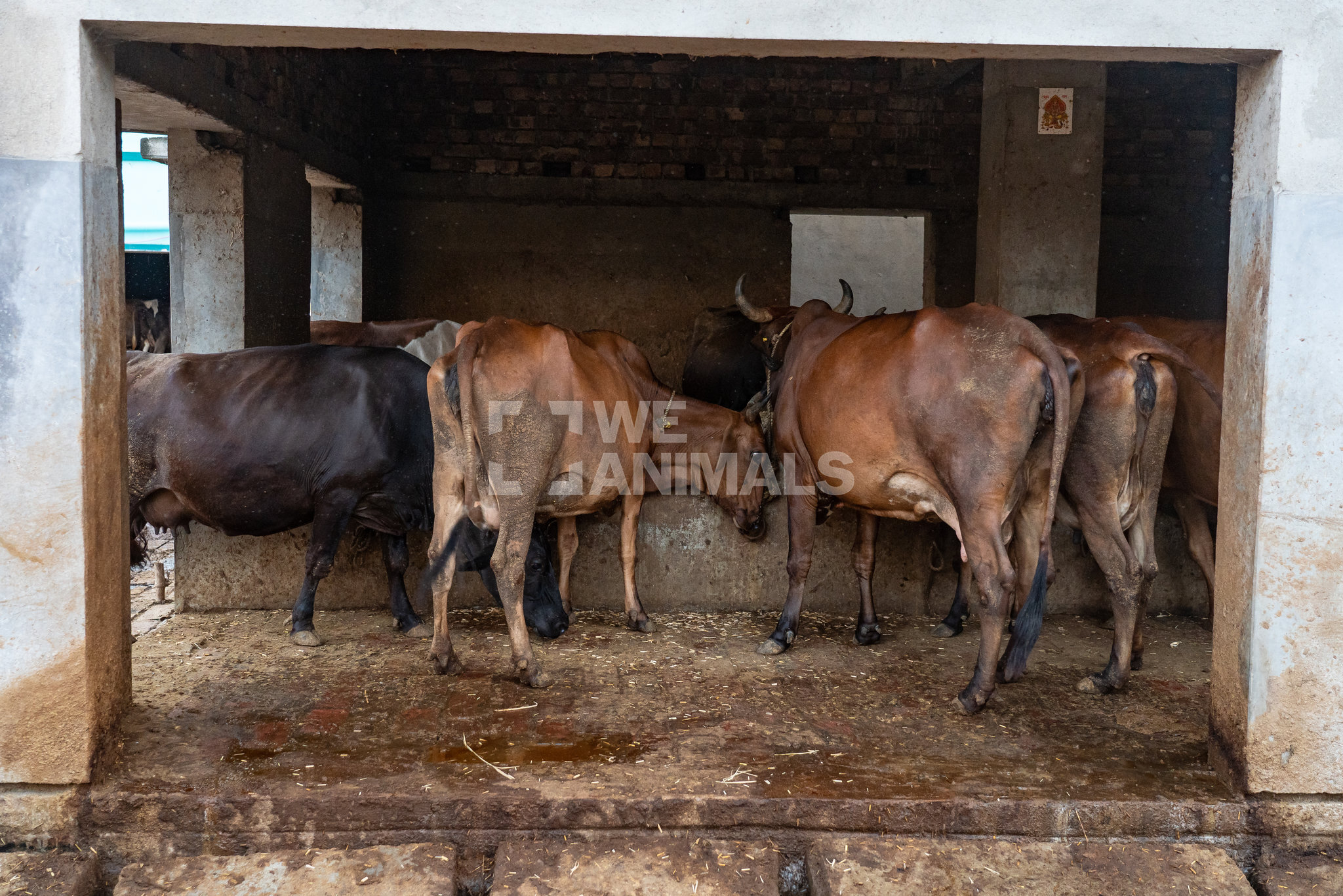 We Animals | Cows stand tethered inside a dark, dirty, crowded cow shed on a family-owned dairy ...